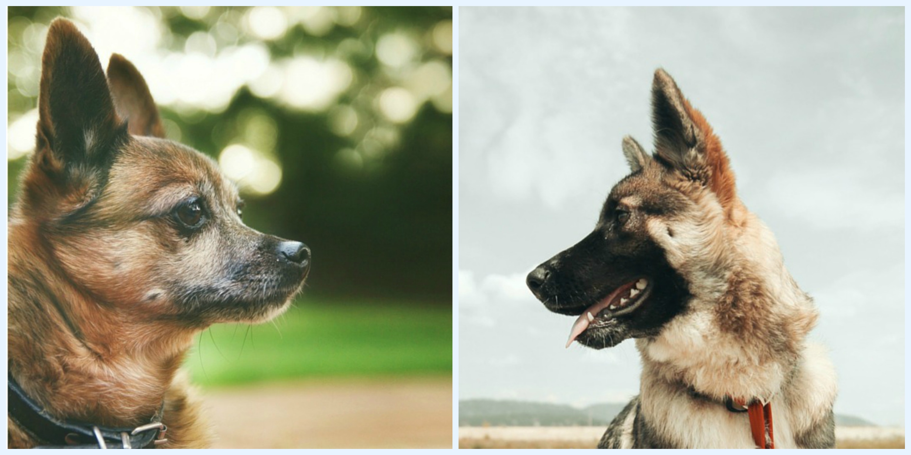 learning body positivity from a dog - dimplesonmywhat